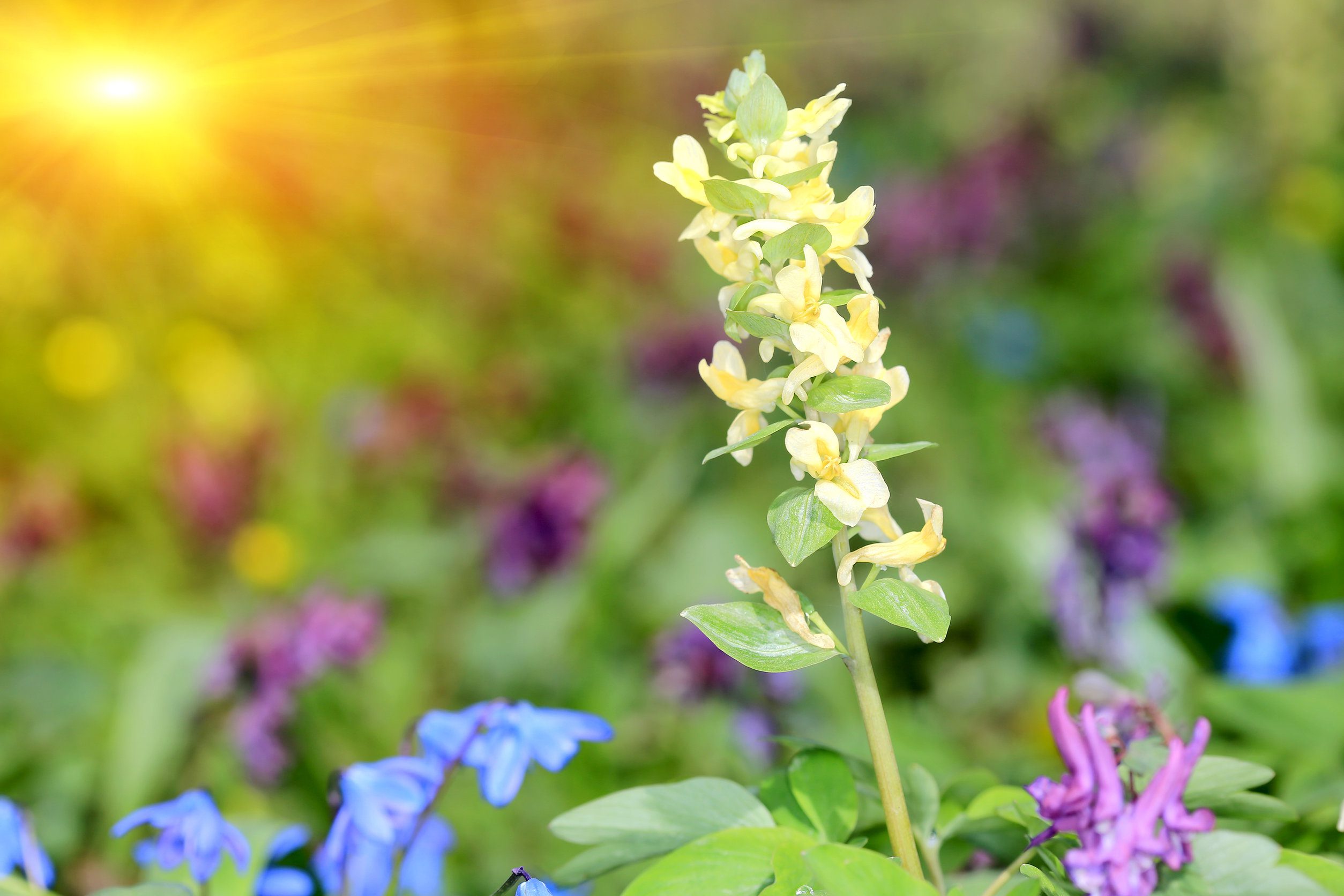 Spring 2021 Newsletter - Town of Mossbank